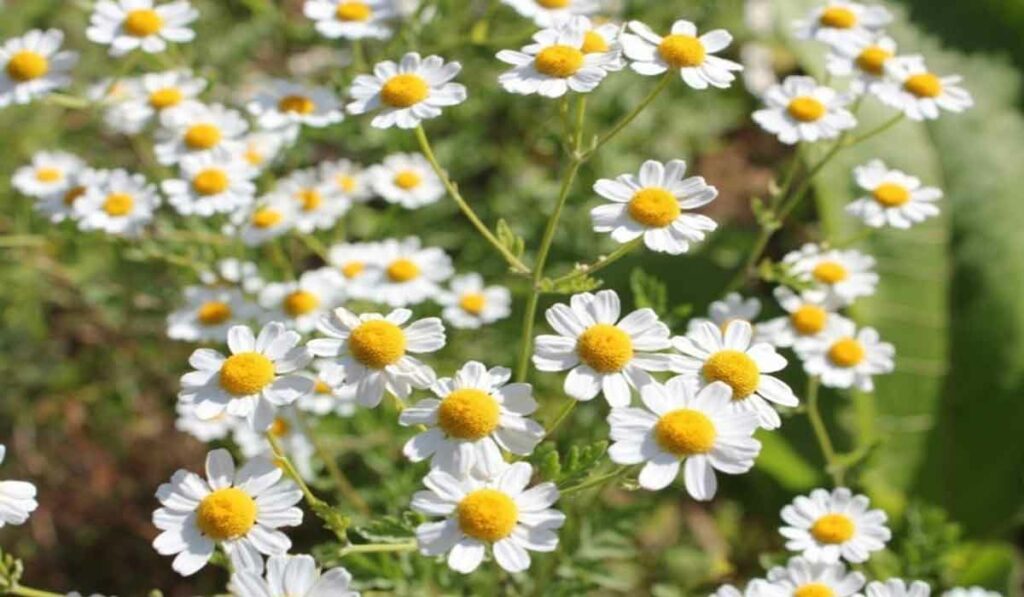 Musetelul este lider printre plantele medicinale – Fabricat In Romania ...