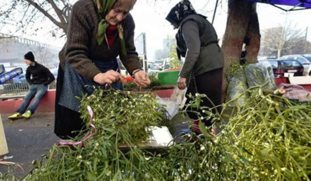 Vascul, planta magica ce iti aduce belsug si noroc in casa! De ce e ...