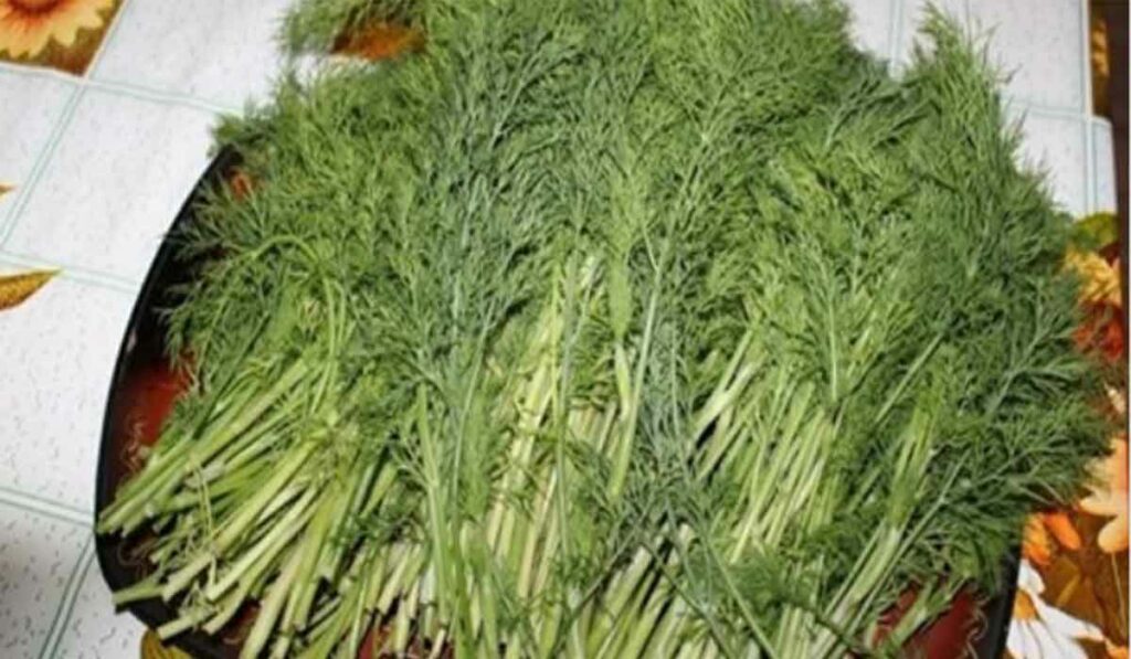 De ce e bine sa mancam MARAR. Are importante beneficii pentru sanatate ...