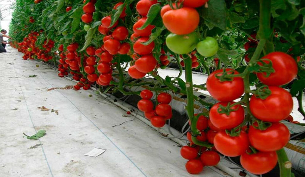 Ingrasamant natural pentru rosii – Uite cum poti obtine o recolta ...