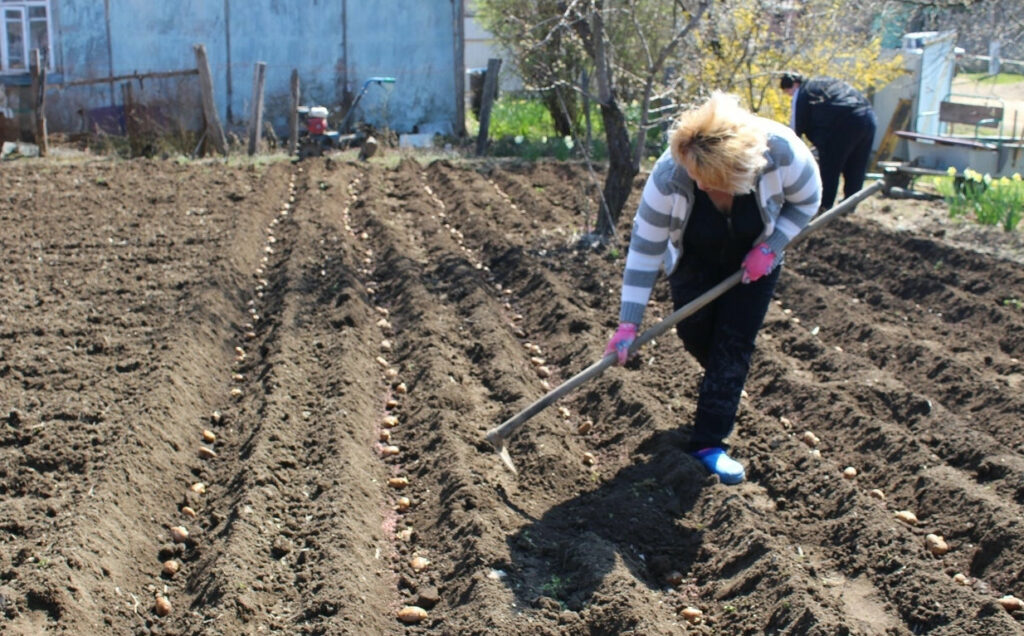 Cand ar trebui sa plantezi cartofii in gradina. Asa vei avea o recolta ...
